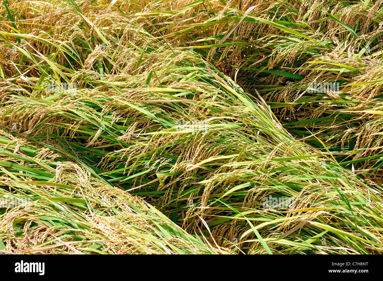 Indian Paddy Field Stock Photo - Alamy