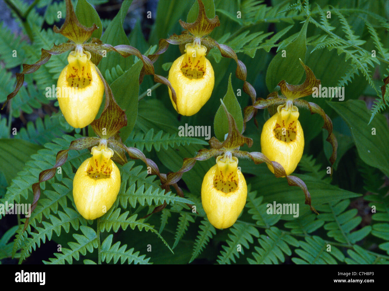 Lady slipper orchid ladys slipper hi-res stock photography and images ...