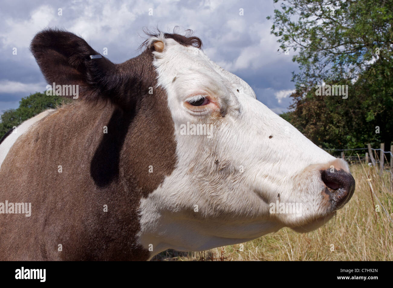 Dairy cow, Suffolk, UK Stock Photo - Alamy