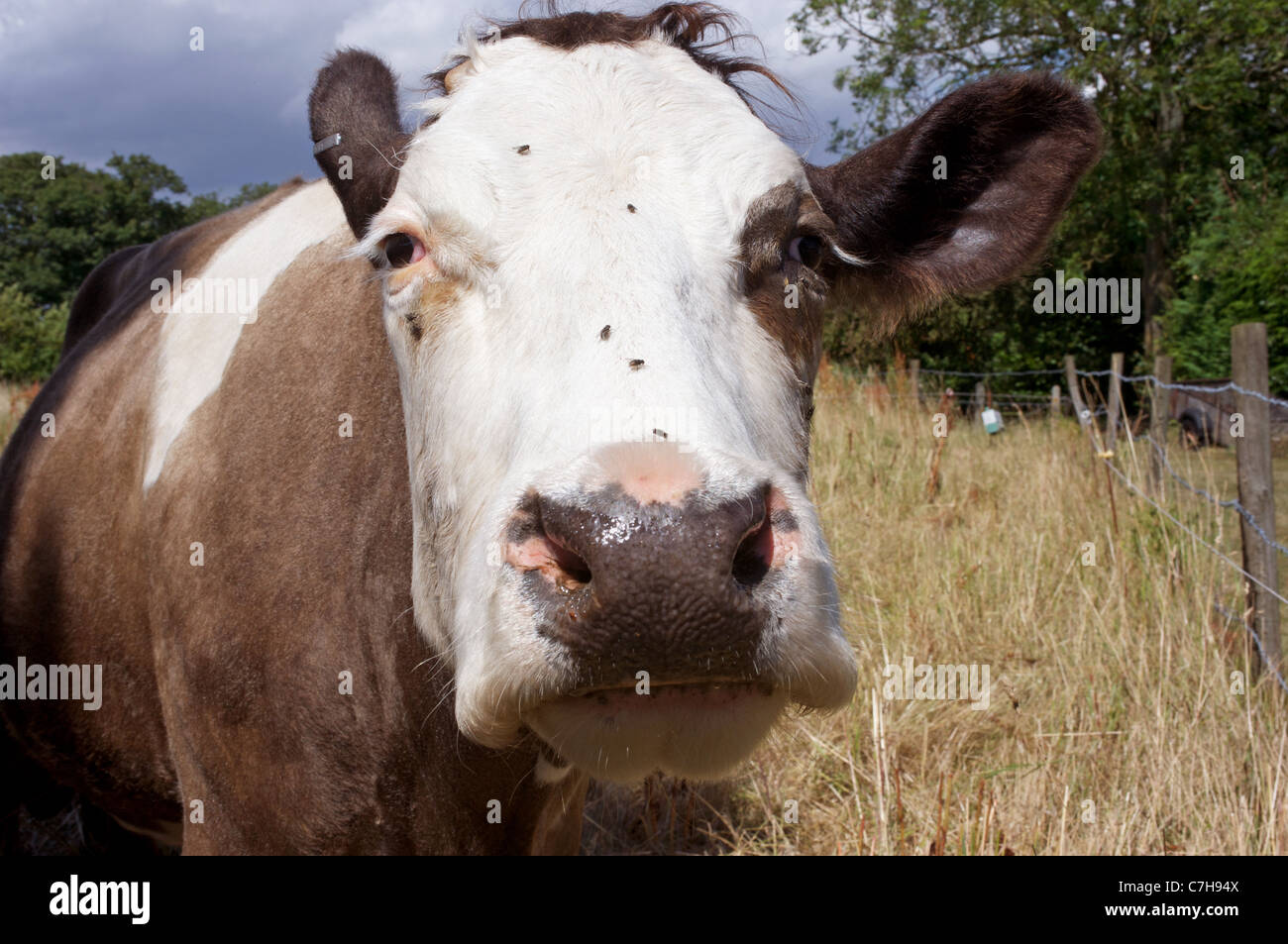 Dairy cow, Suffolk, UK Stock Photo - Alamy