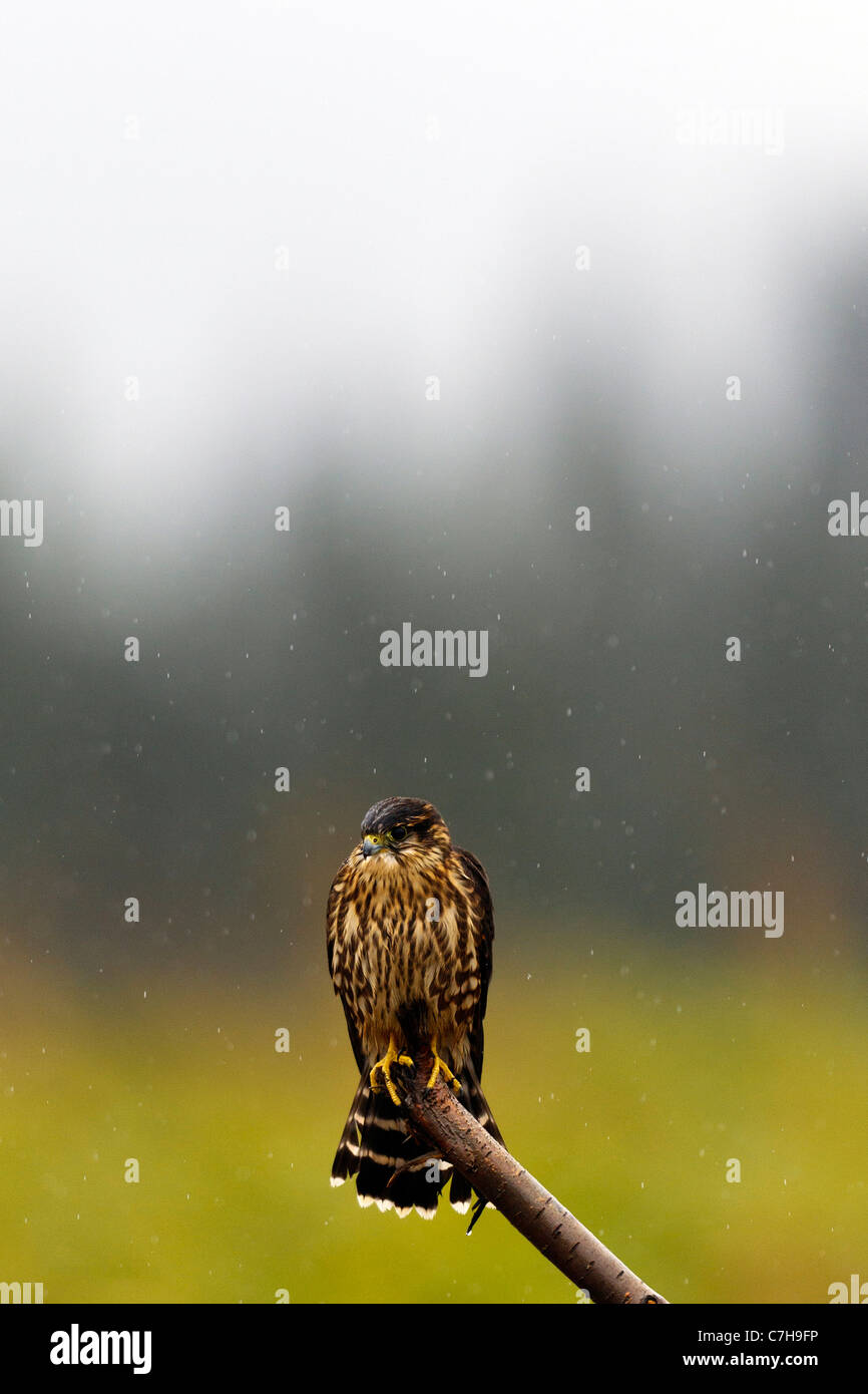 Merlin (Falco columbarius) sitting on a branch, Lake Clark National ...