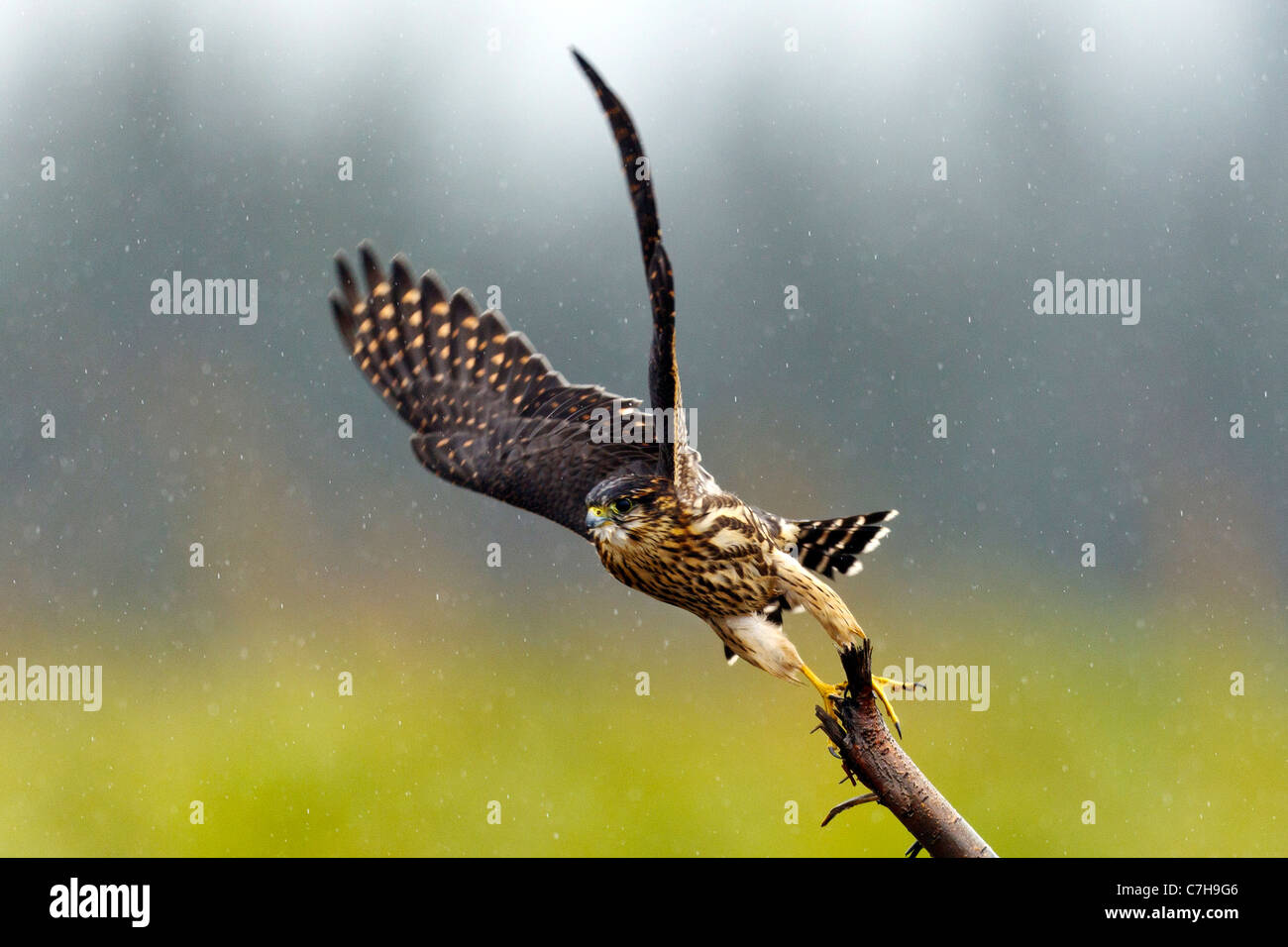 Merlin (Falco columbarius) sitting on a branch, Lake Clark National ...