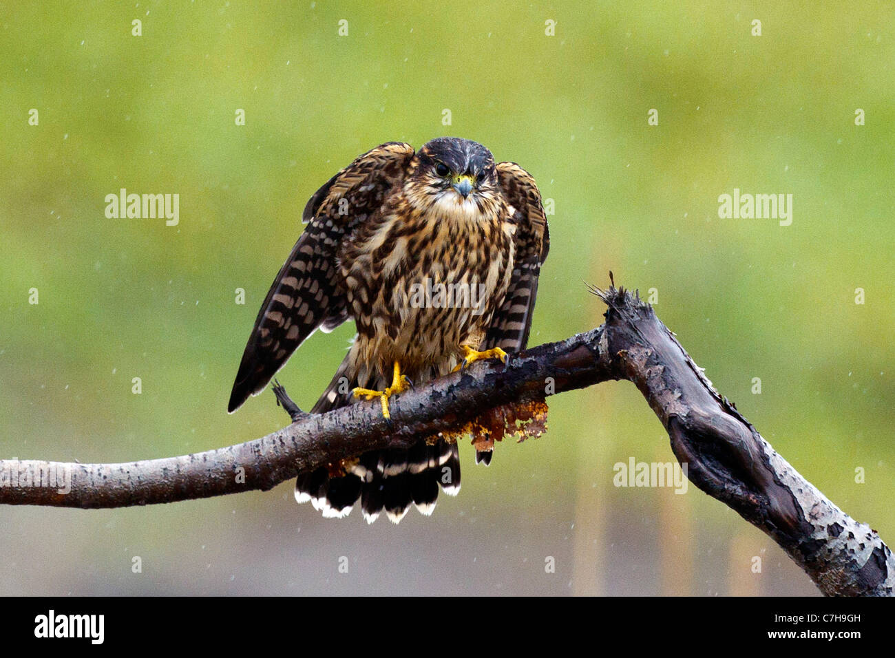 Merlin (Falco columbarius) sitting on a branch, Lake Clark National ...