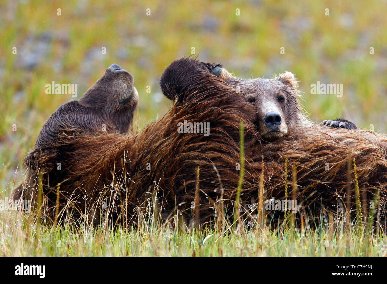 North American brown bear (Ursus arctos horribilis) cub rests after ...