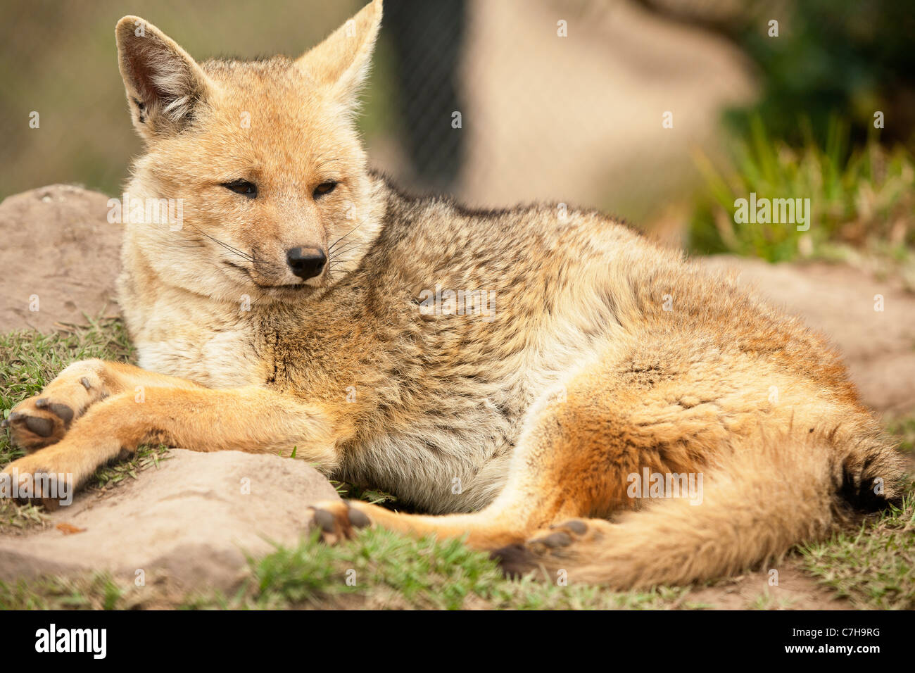 An Andean Fox at Gran Porcon, a community close to Cajamarca in the ...