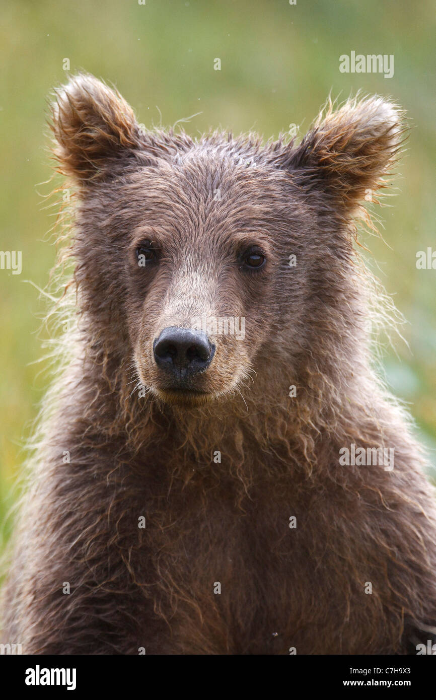 Female and cub hi-res stock photography and images - Alamy