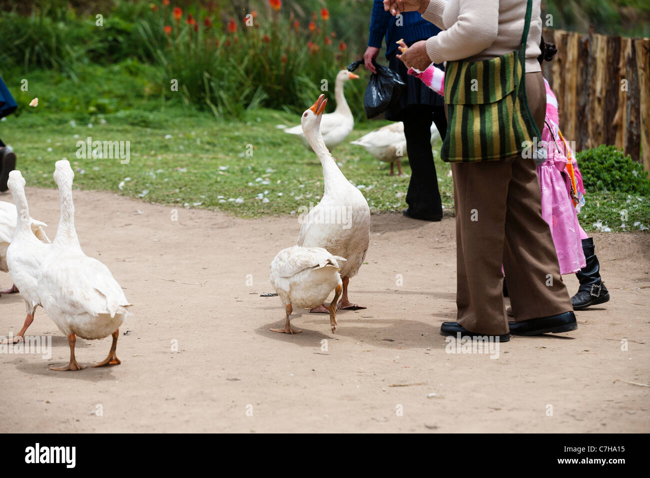 Geese begging hi-res stock photography and images - Alamy