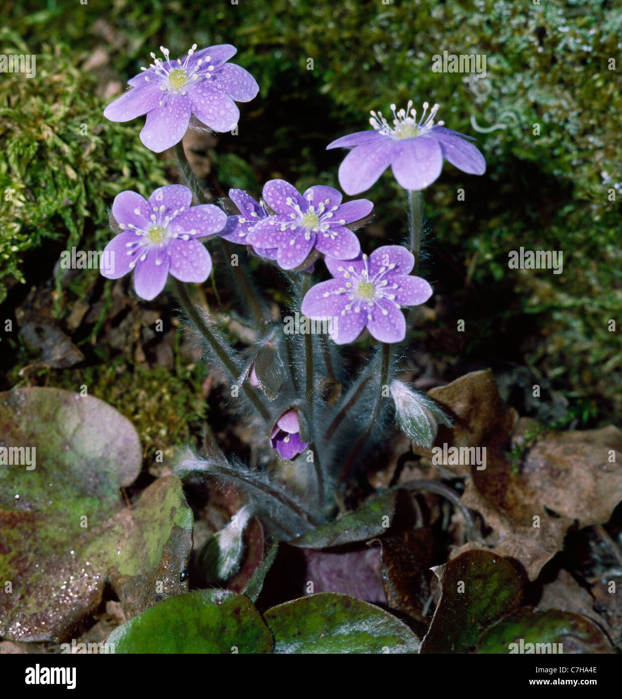 HEPATICA GROUP, (HEPATICA AMERICANA Stock Photo - Alamy