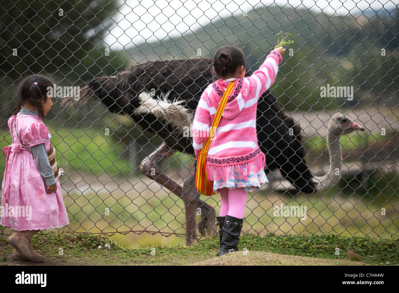A female child feeds an Emu through the fence at Gran Porcon, a ...