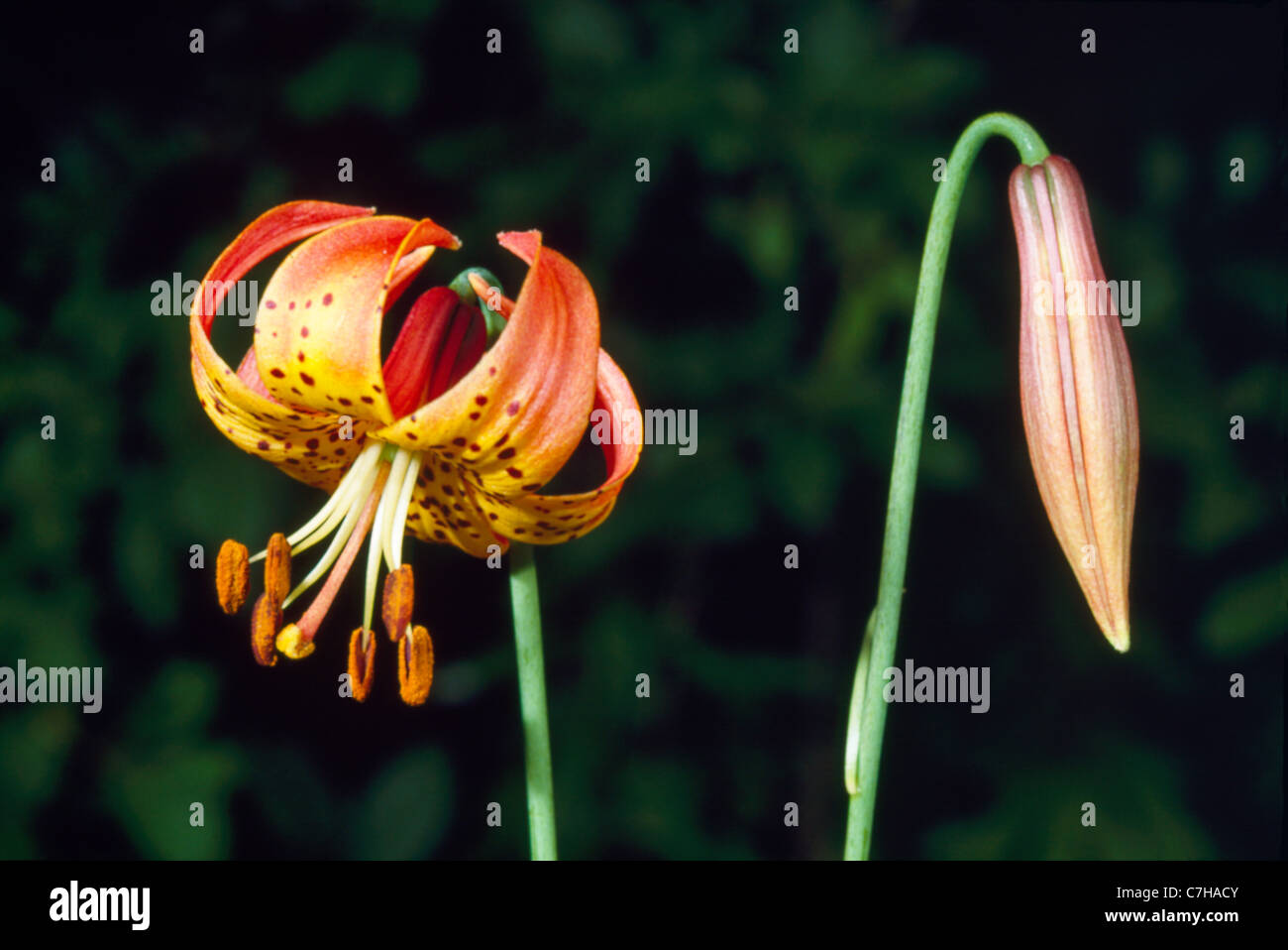 TURK'S CAP LILY (LILIUM SUPERBUM Stock Photo - Alamy