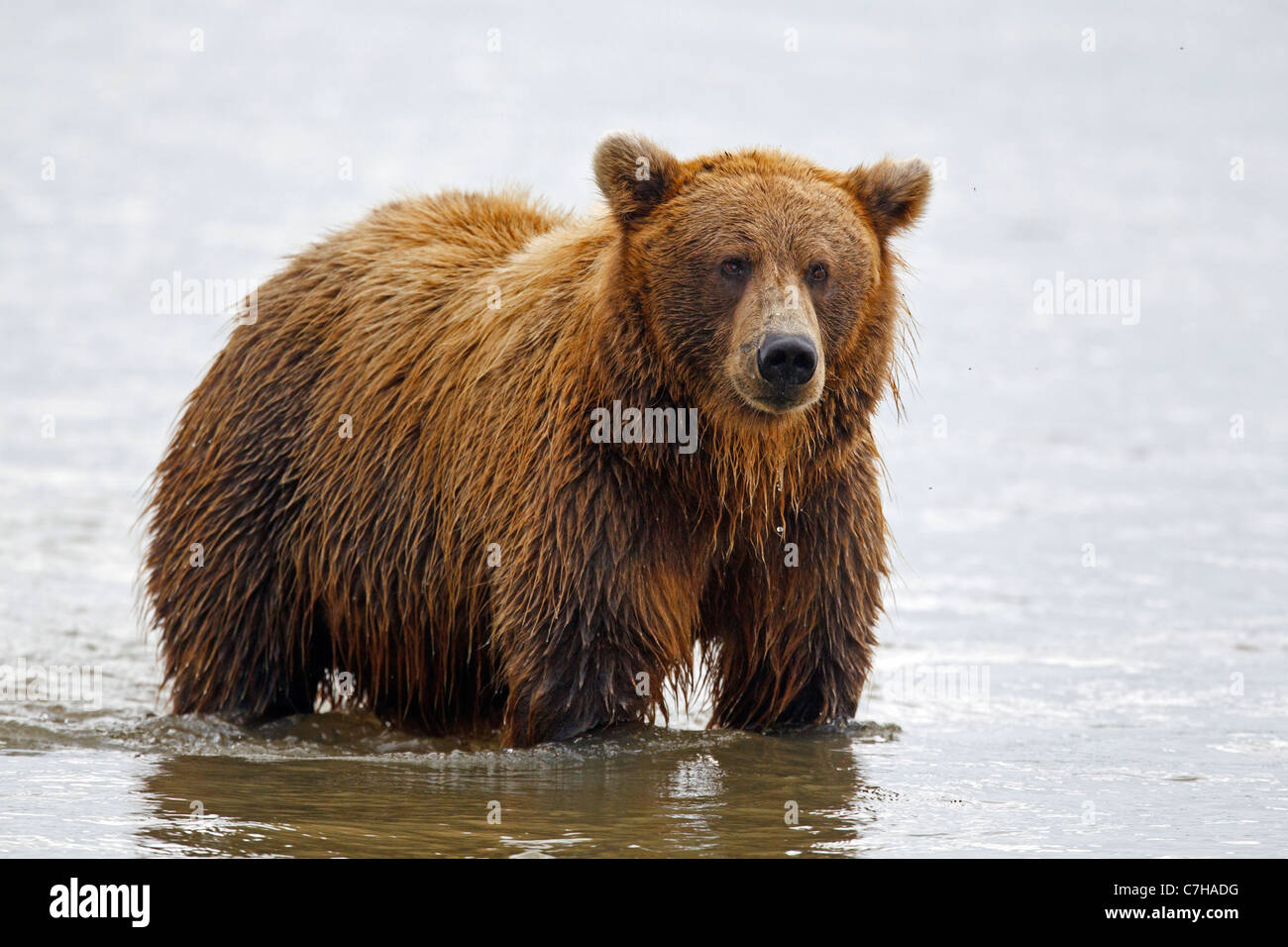 North American brown bear (Ursus arctos horribilis) sow fishing, Lake ...