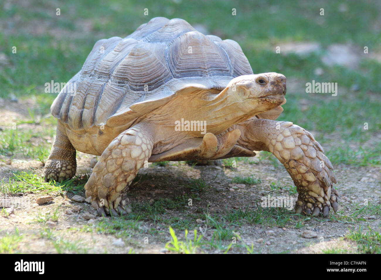 Large turtle hi-res stock photography and images - Alamy