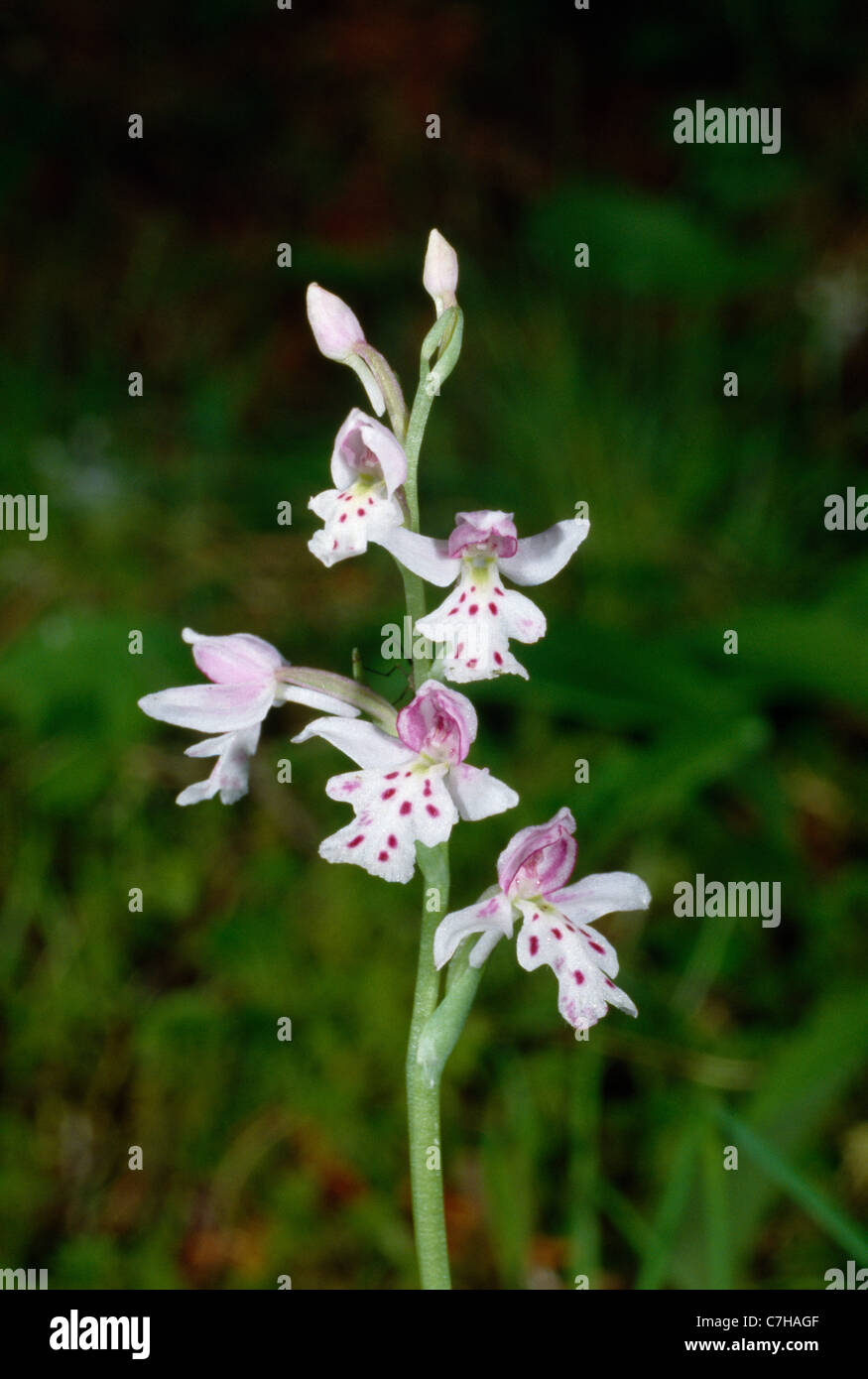 SMALL ROUND LEAFED ORCHID (ORCHIS ROTUNDIFOLIA Stock Photo - Alamy