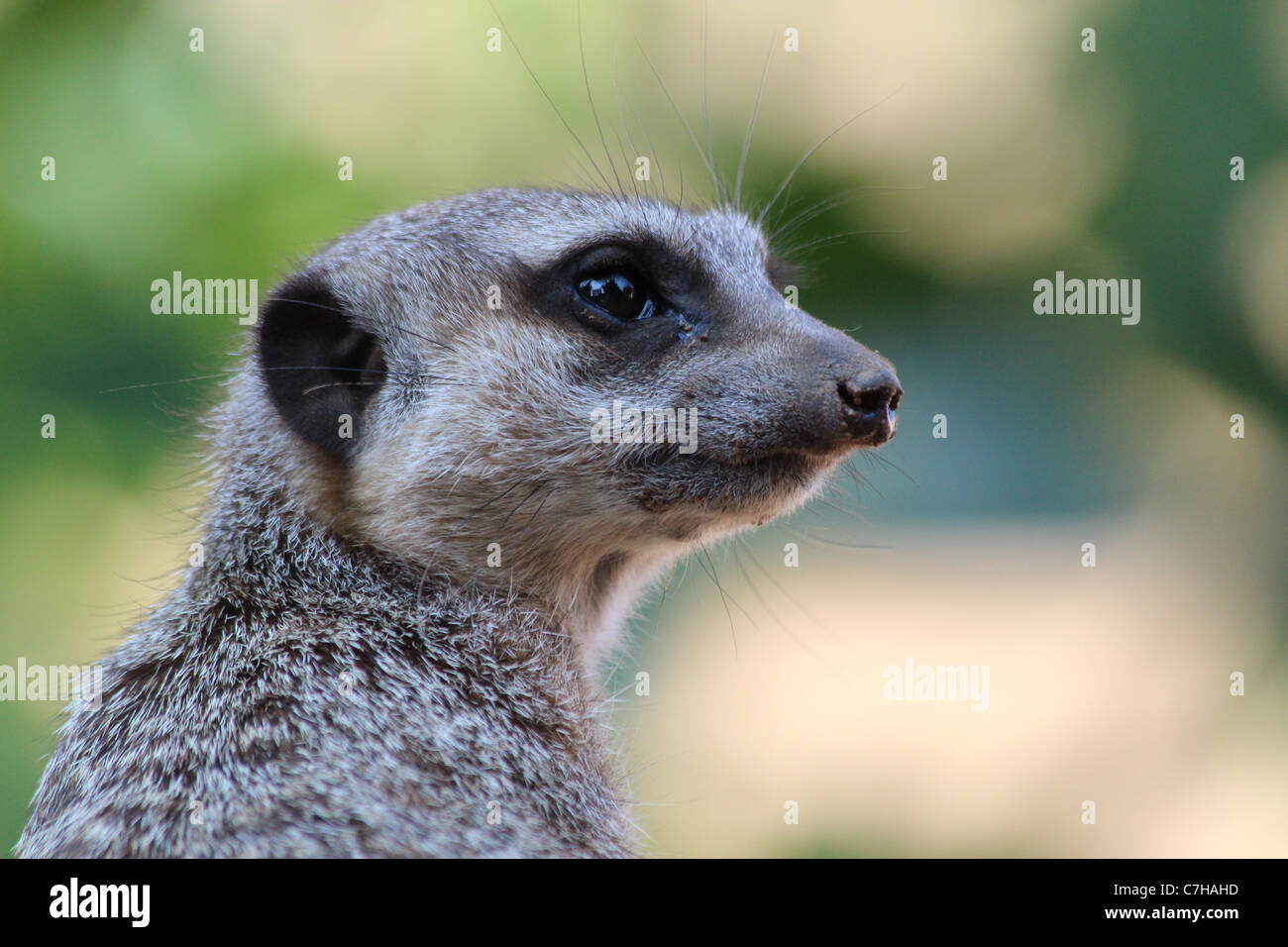 Meerkat head hi-res stock photography and images - Alamy