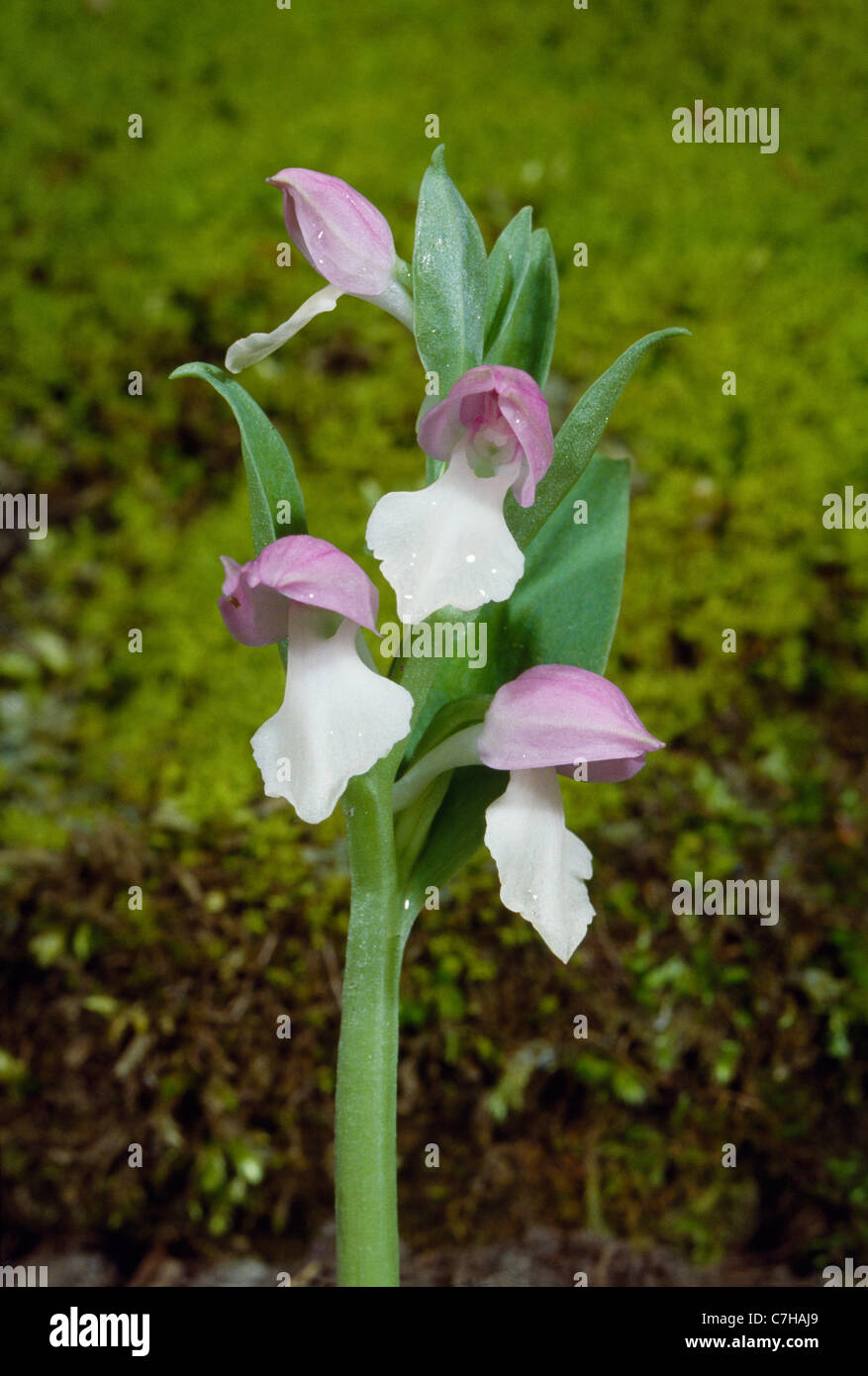 SHOWY ORCHIS (ORCHIS SPECTABILIS Stock Photo - Alamy