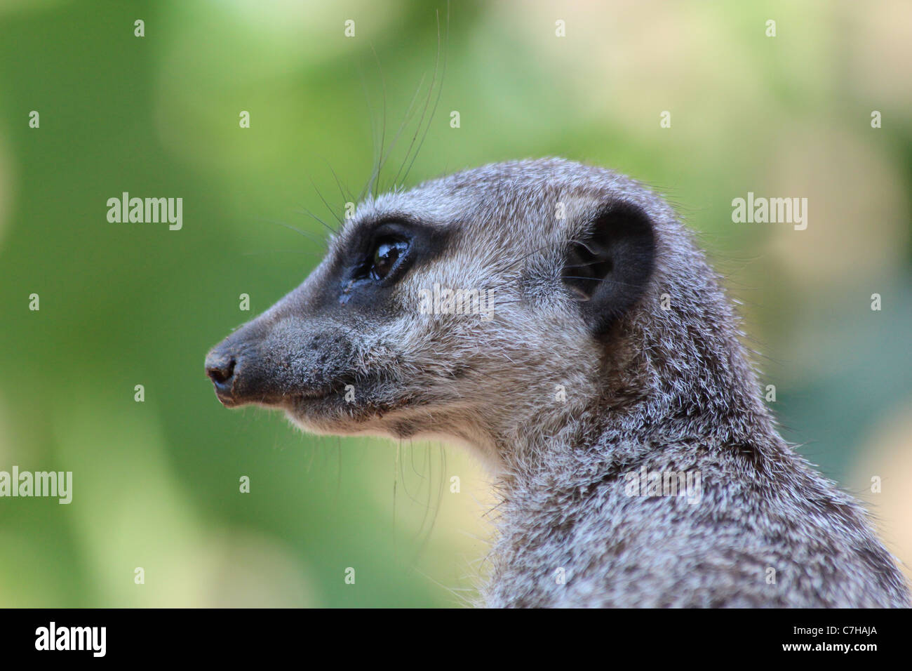 An head shot of a meerkat Stock Photo - Alamy