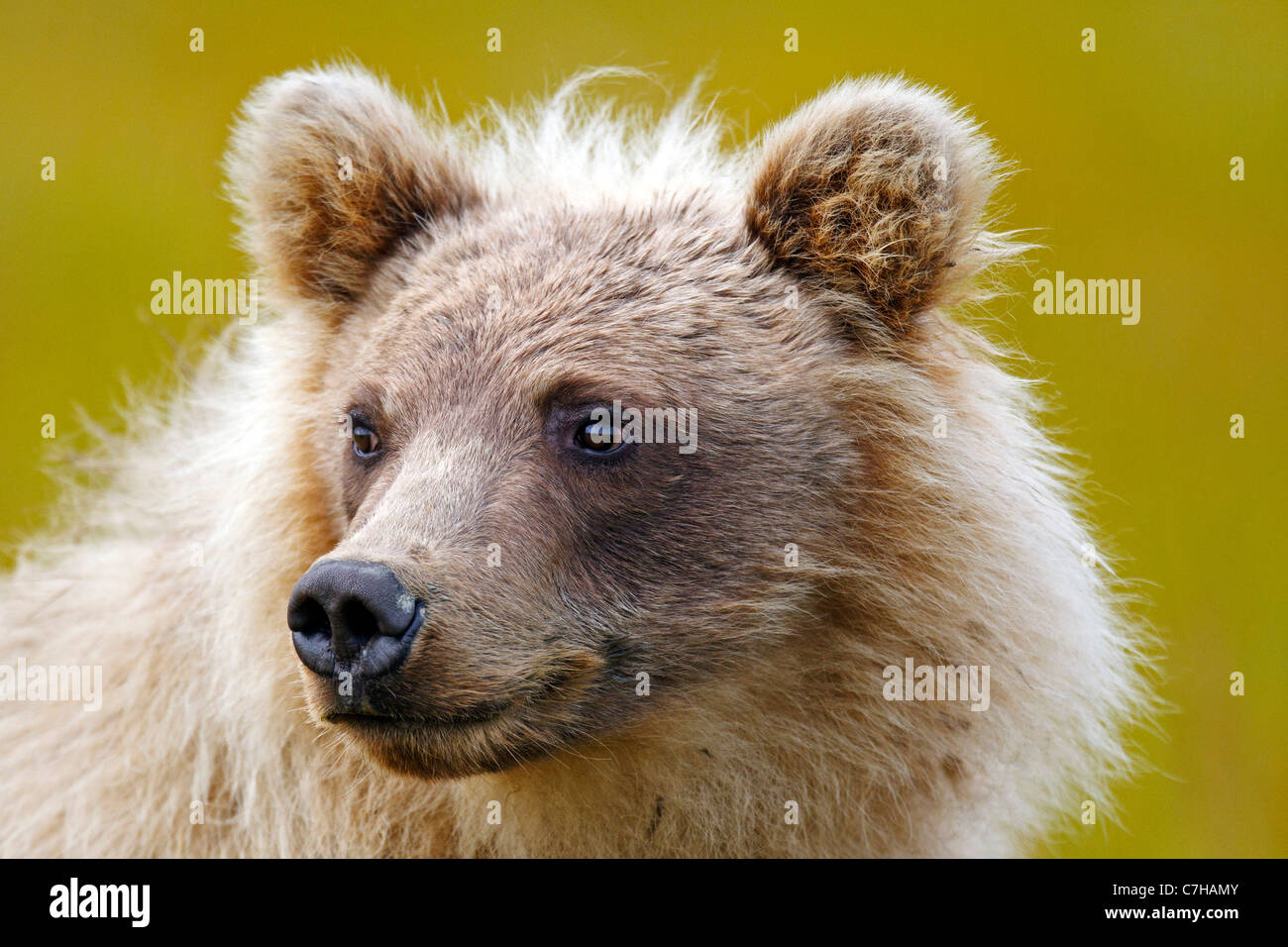 North American brown bear (Ursus arctos horribilis) cub standing in ...