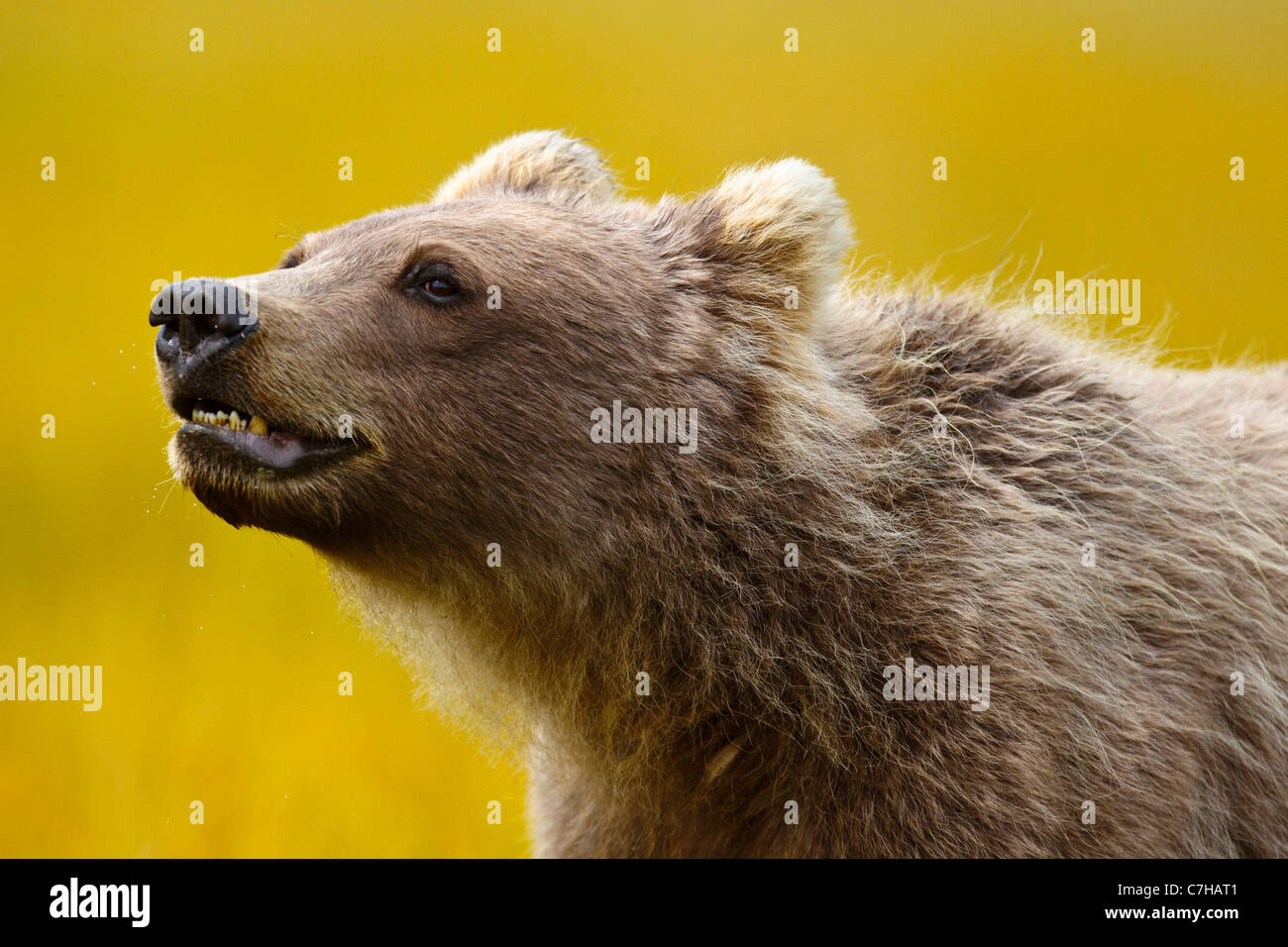 North American brown bear (Ursus arctos horribilis) cub standing in ...