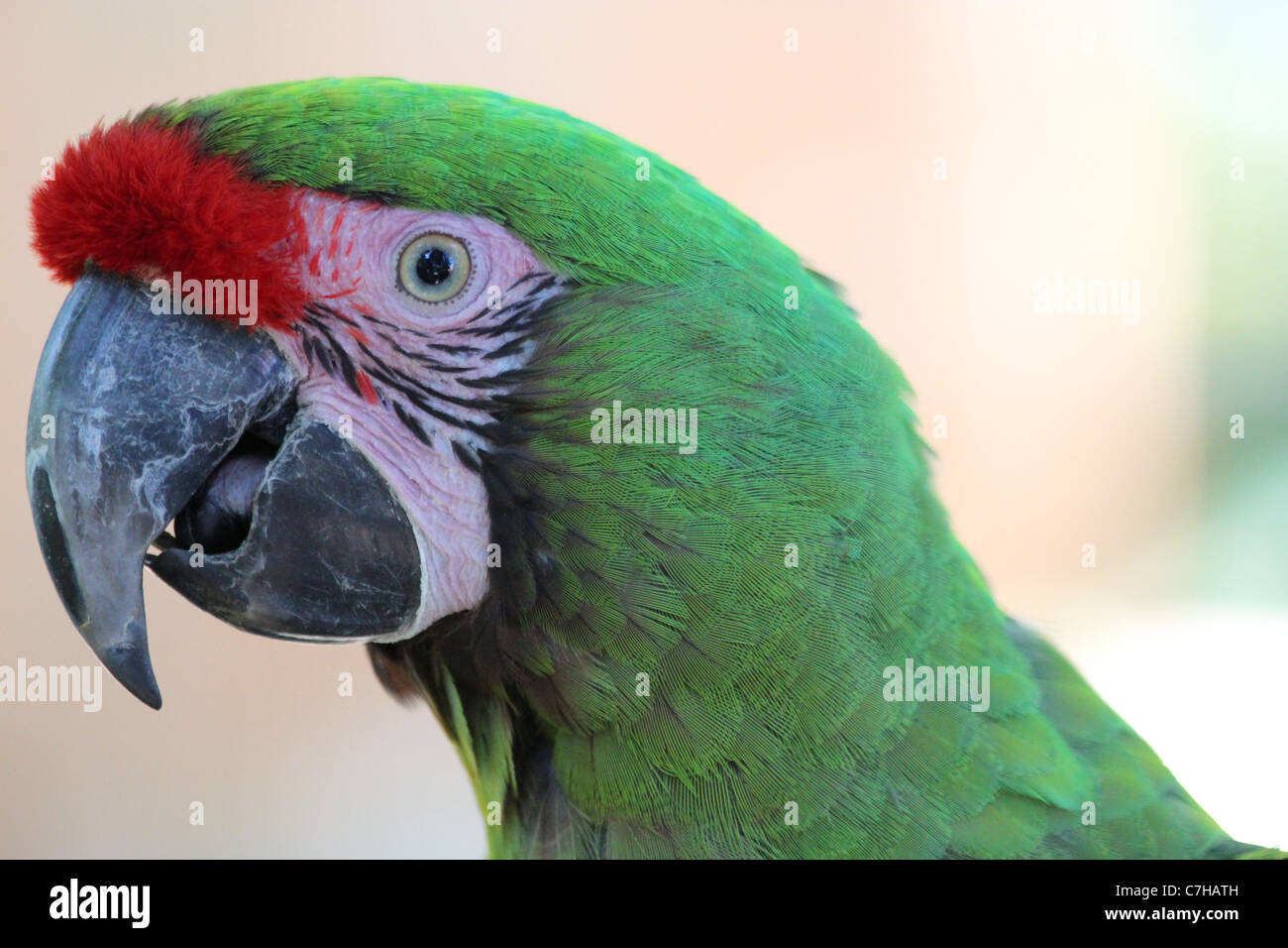 Ara Militaris Military Macaw Green Parrot Stock Photo - Alamy