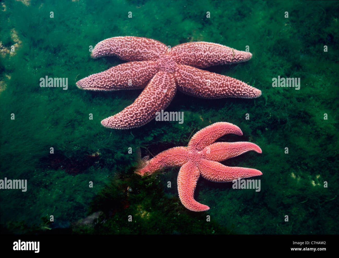 Northern Sea Stars (Asterias Vulgaris) on algae at low tide. Gloucester ...