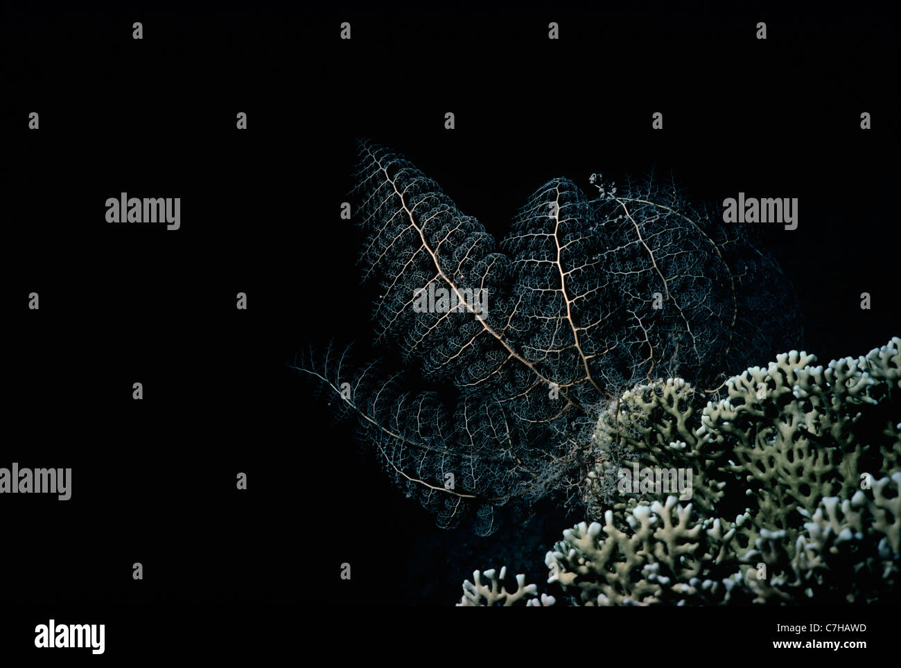 Basket star astroboa nuda hi-res stock photography and images - Alamy