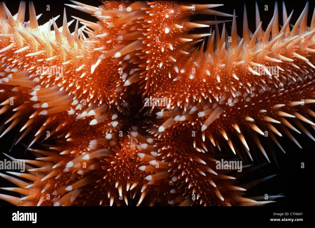 Starfish mouth hi-res stock photography and images - Alamy