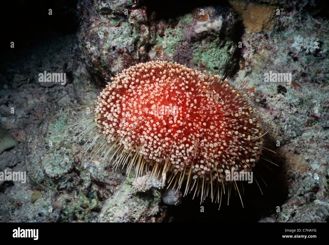 Poisonous Fire Sea Urchin (Asthenosoma varium) scavenging at night ...