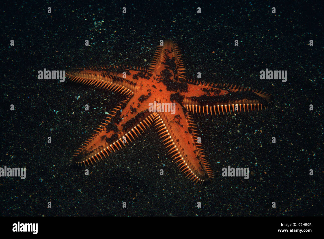 Armored Sandstar (Astropecten armatus) at night. Galapagos Island ...