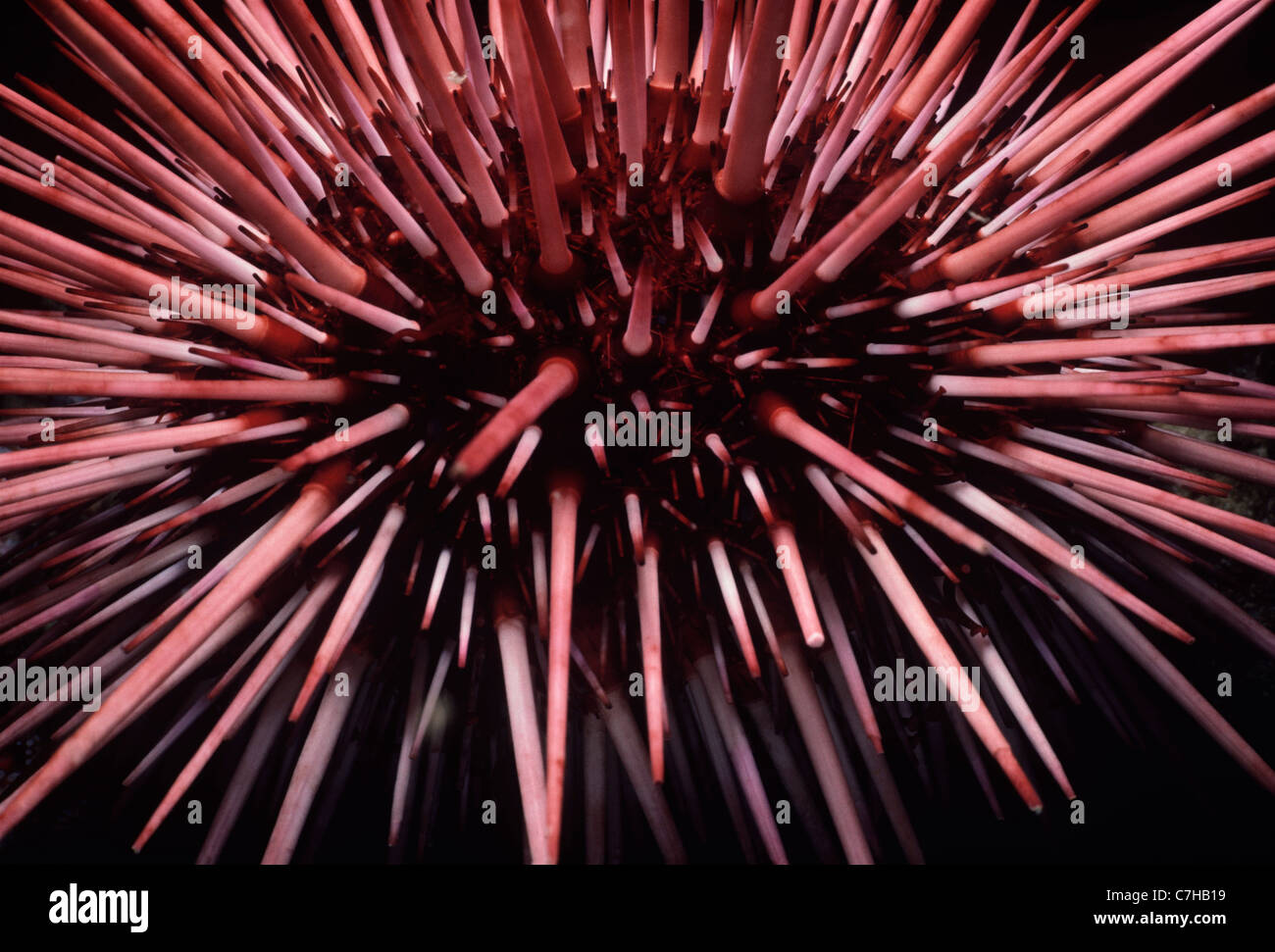 Spines and tubed feet of Red Sea Urchin (Strongylocentrotus ...