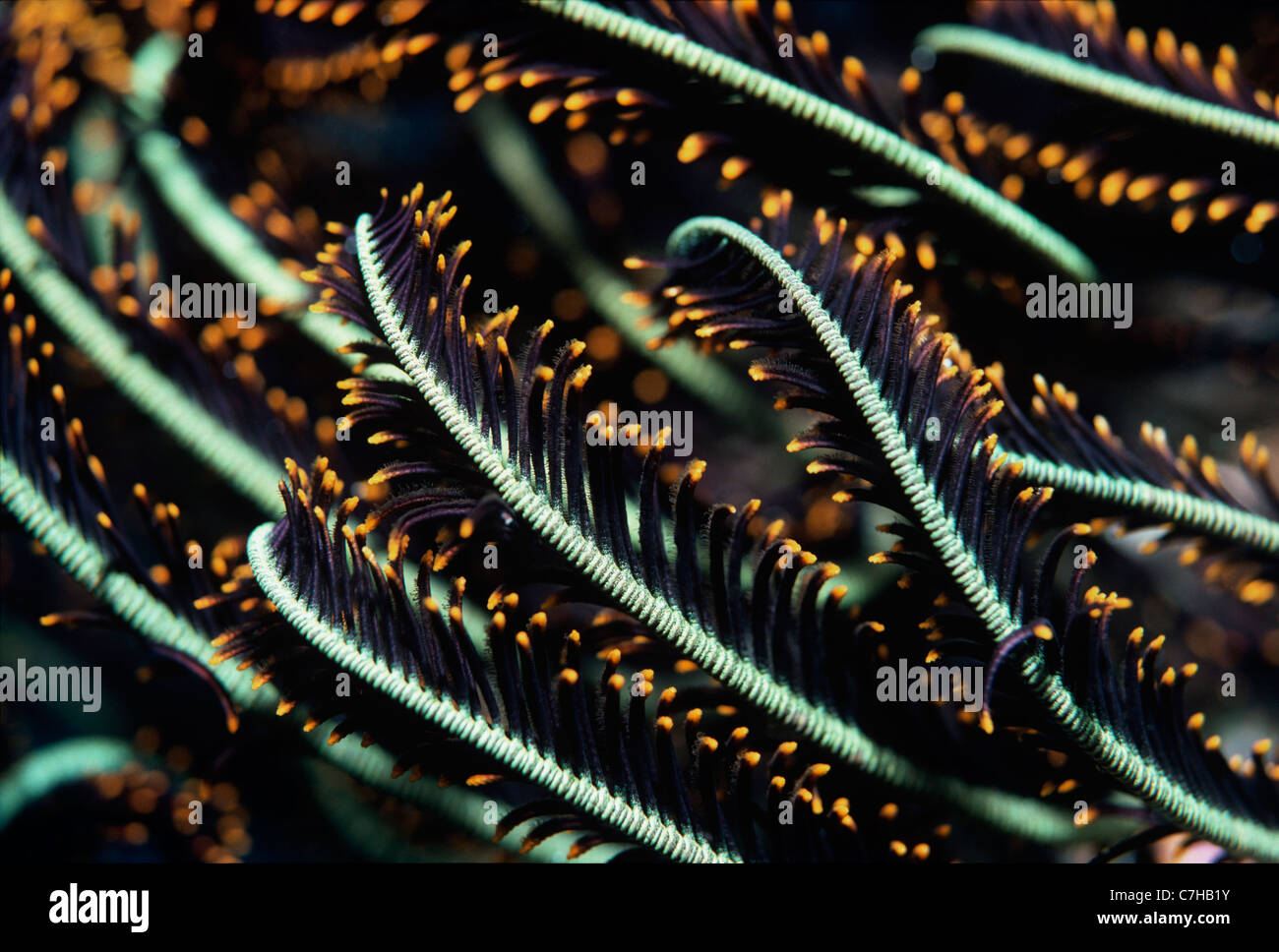 Base-attached arms of Crinoid or Feather Star (Lamprometra klunzingeri ...