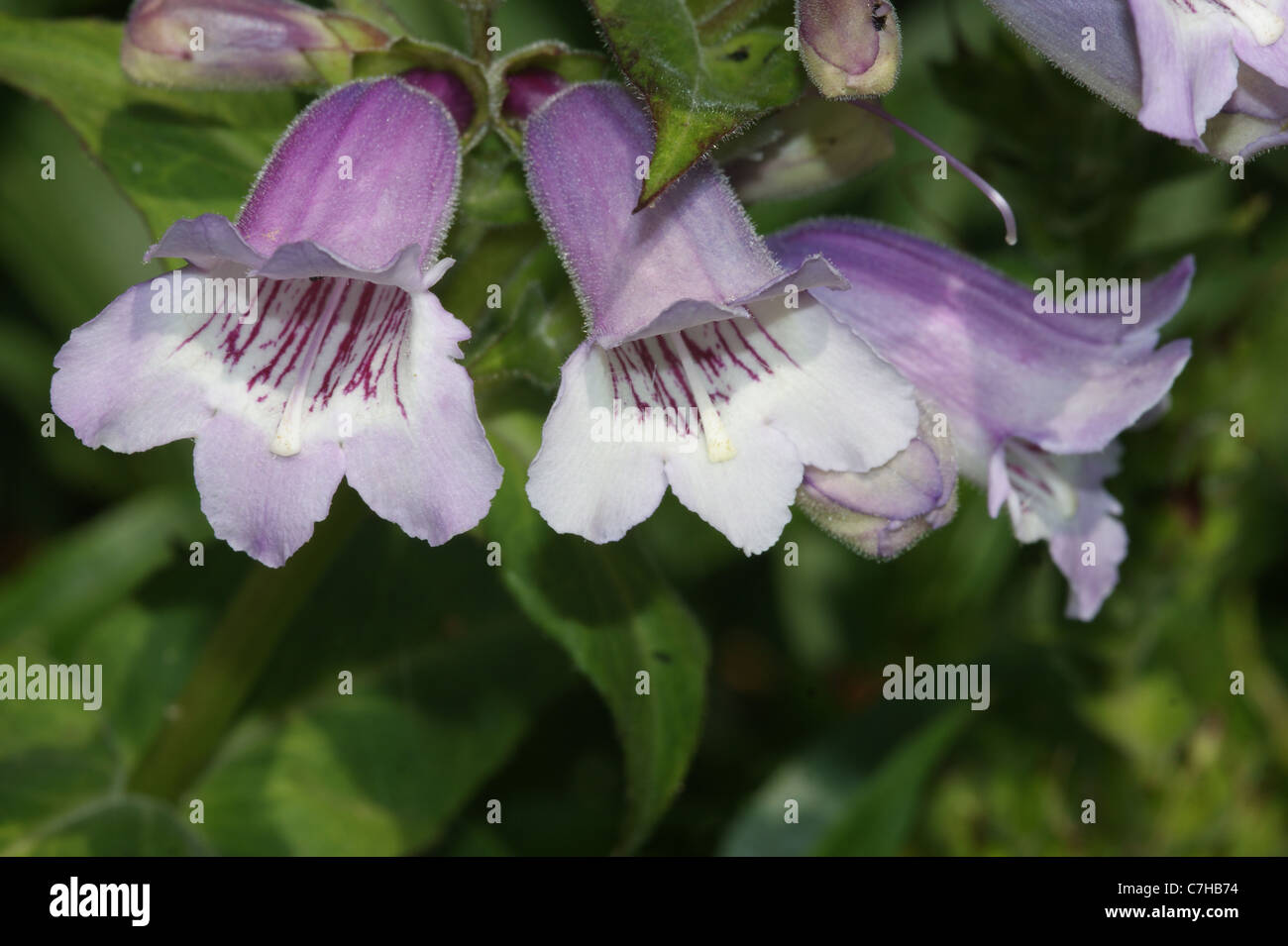 Penstemon 'Primrose Thomas' Stock Photo - Alamy