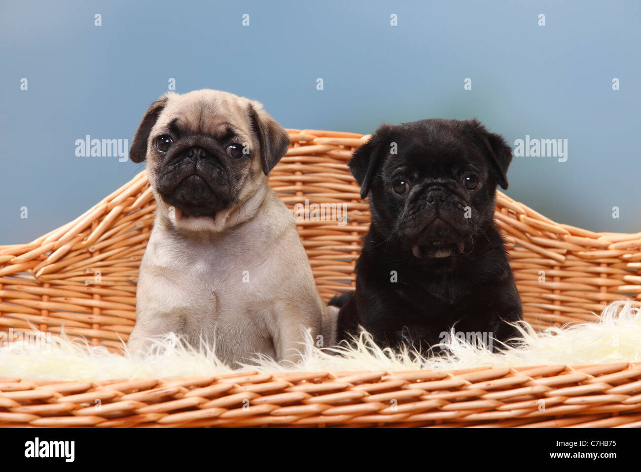 Puppies hi-res stock photography and images - Alamy