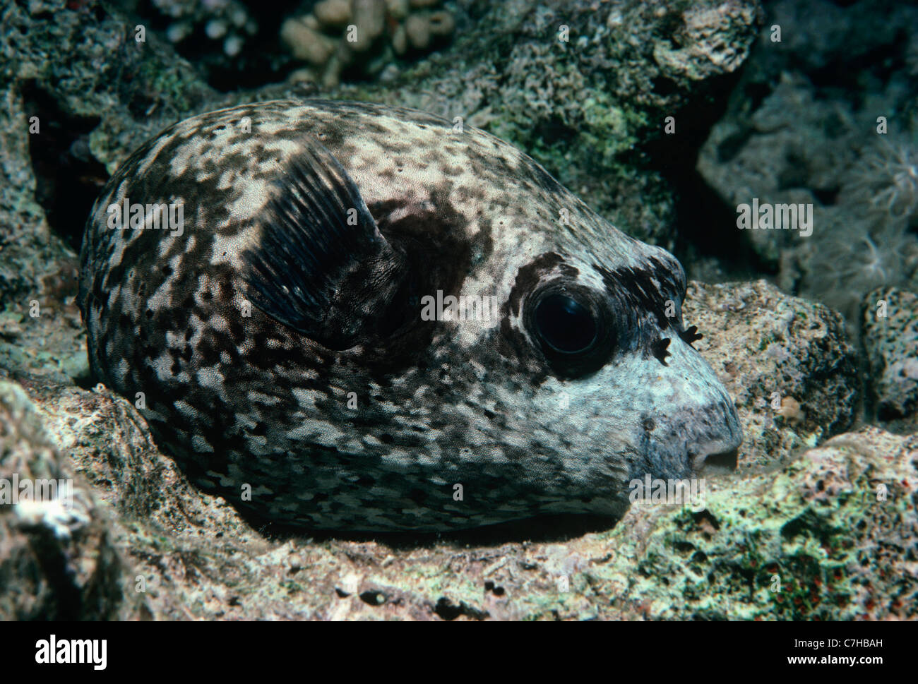 Masked Pufferfish (Arothron diadematus) camouflaged on ocean bottom ...
