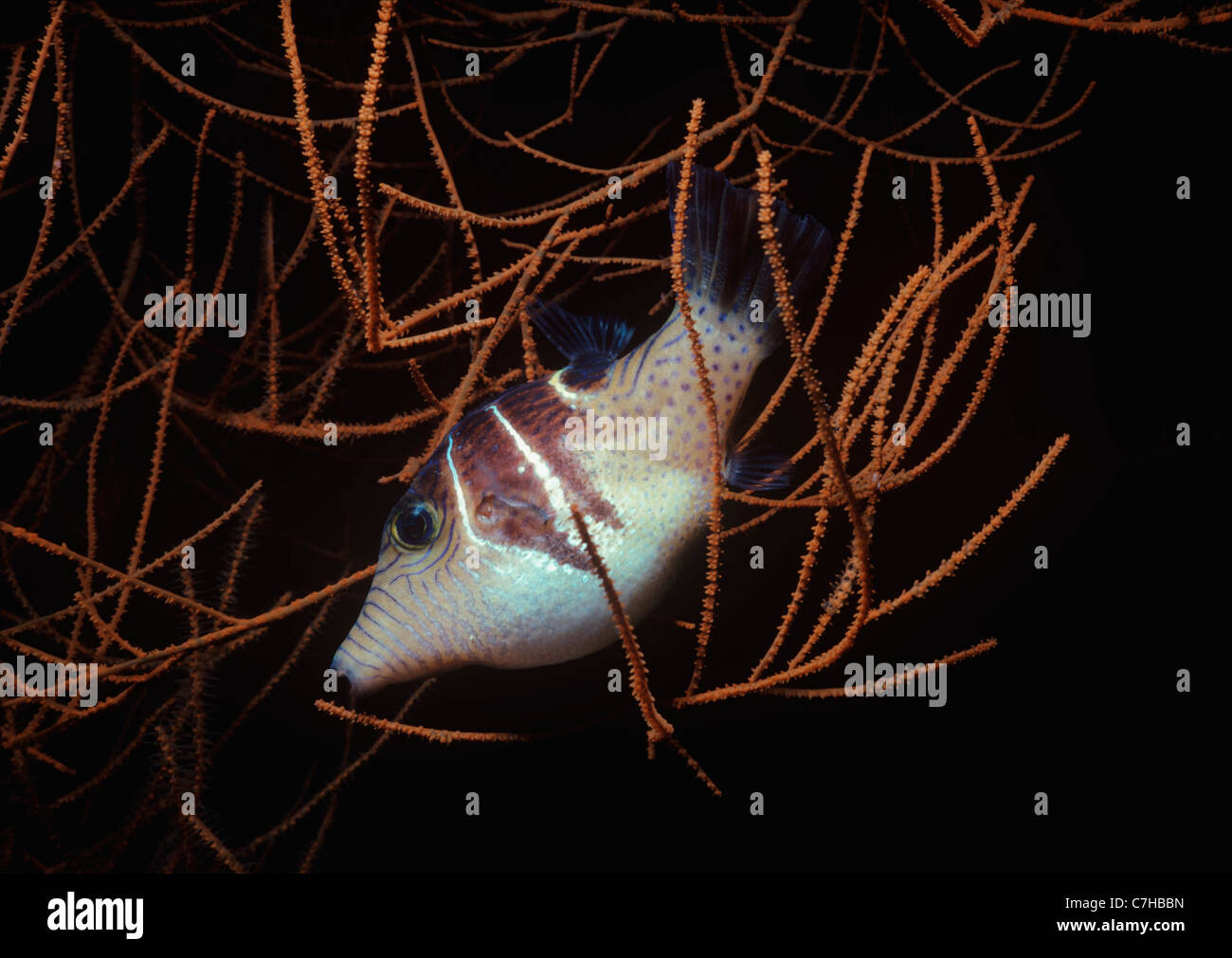 Blowfish small reef fish hi-res stock photography and images - Alamy