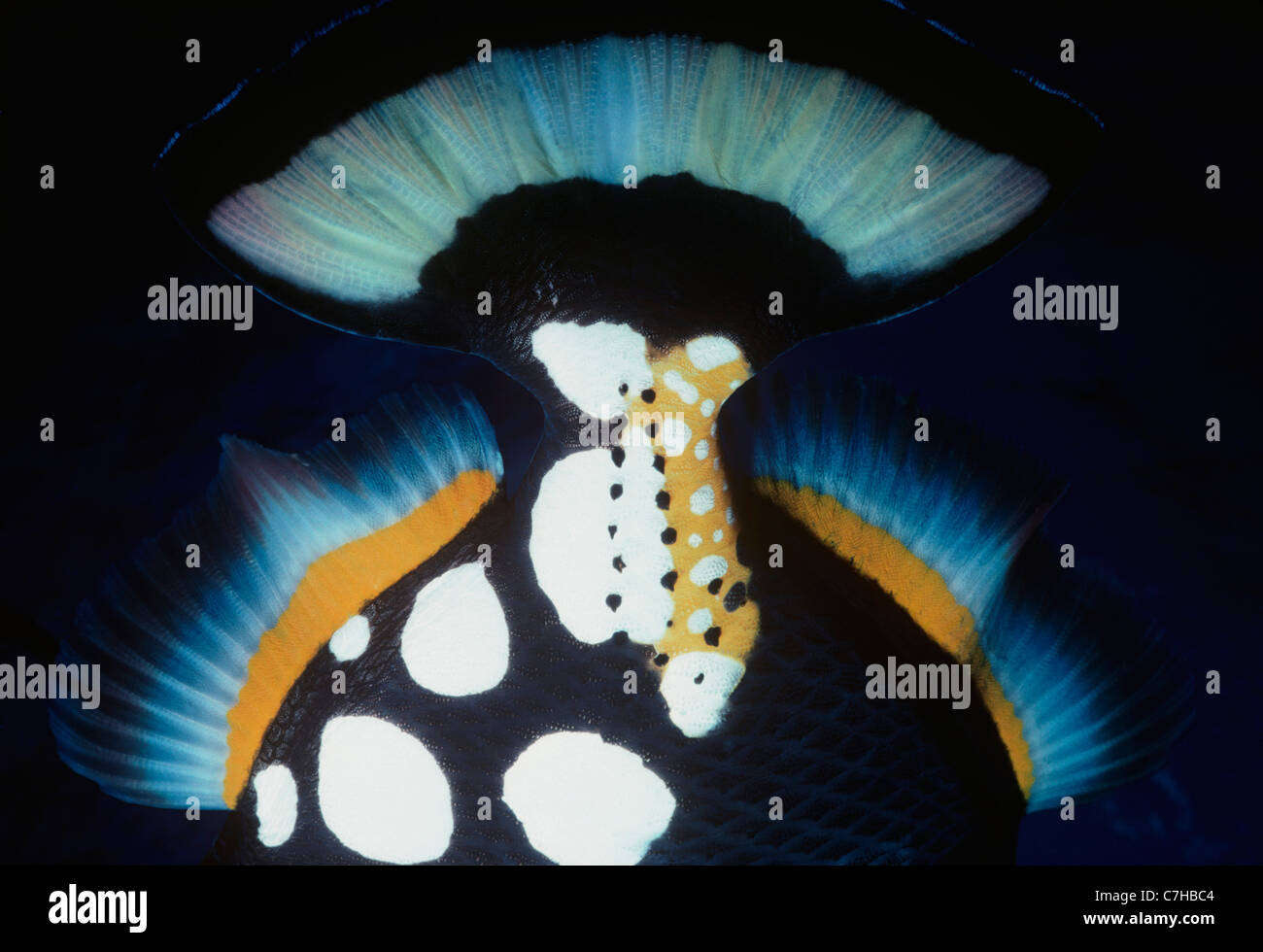 Tail of a Clown Triggerfish (Balistoides conspicillum). Great Barrier ...