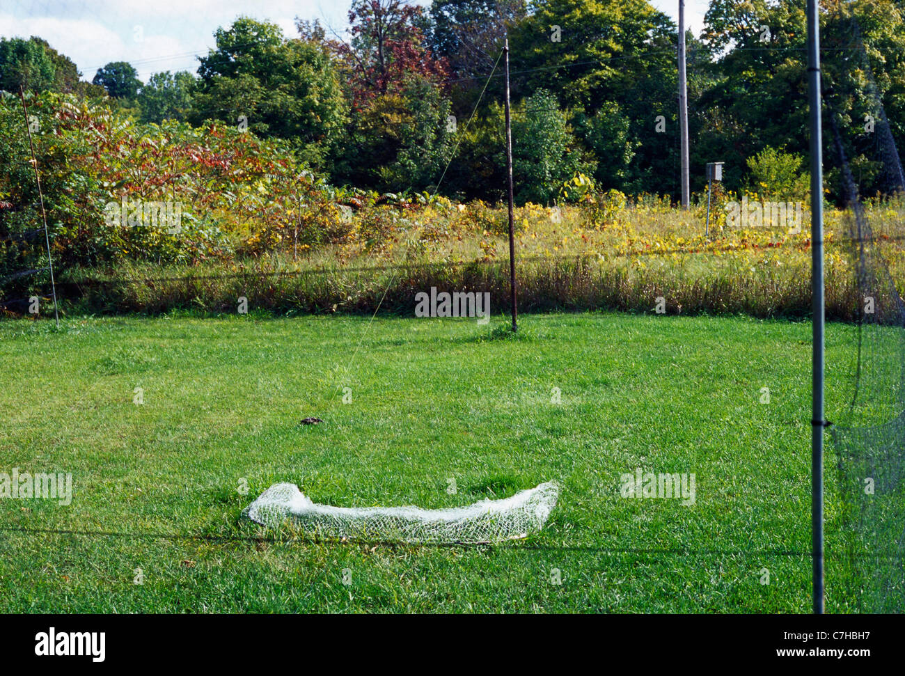 HAWK BANDING BAIT BIRD READY WITH NETS SURROUNDING IN TRAP AREA Stock ...