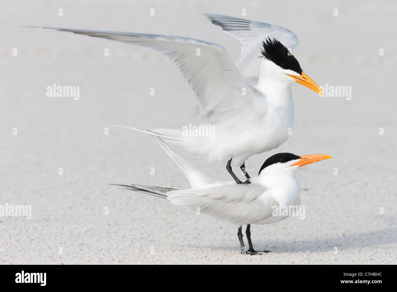 Mating birds hi-res stock photography and images - Alamy
