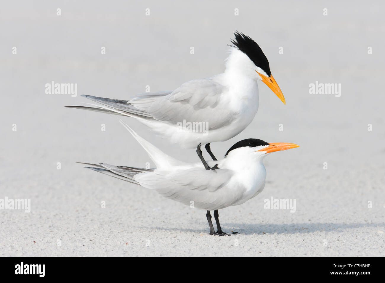 Royal terns sterna maxima hi-res stock photography and images - Alamy