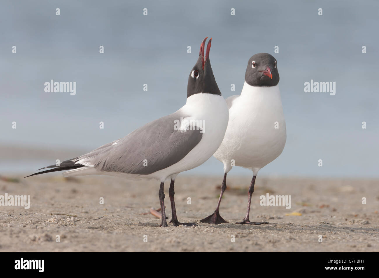 Mating seagulls hi-res stock photography and images - Alamy