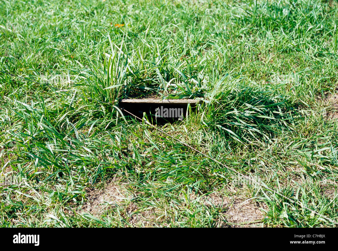 HAWK BANDING TRAP WITH BAIT BIRD INSIDE Stock Photo - Alamy