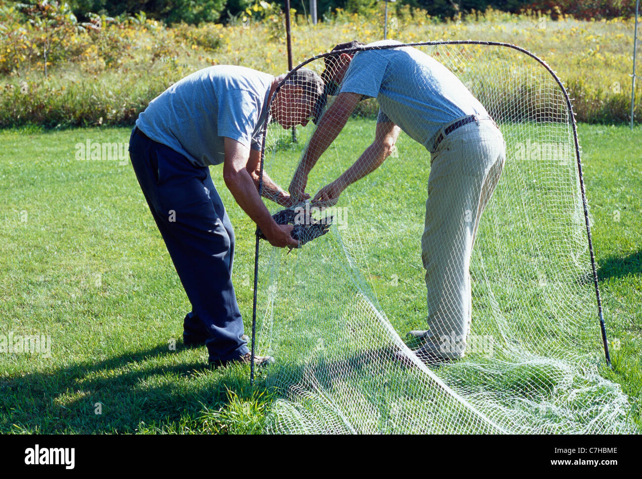 Hawk trapped hi-res stock photography and images - Alamy