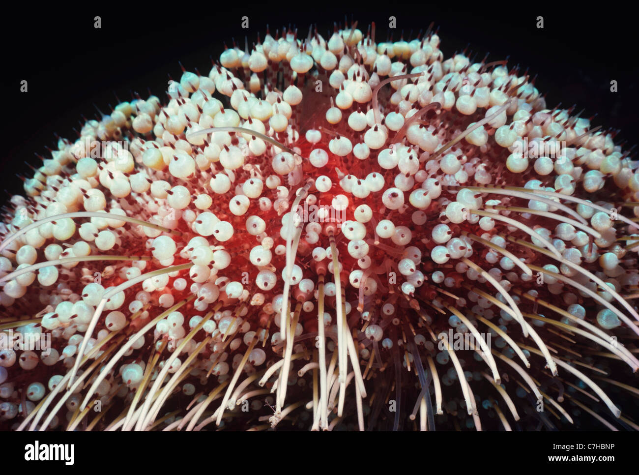 Spines and tubed feet of Poisonous Fire Sea Urchin (Asthenosoma varium ...