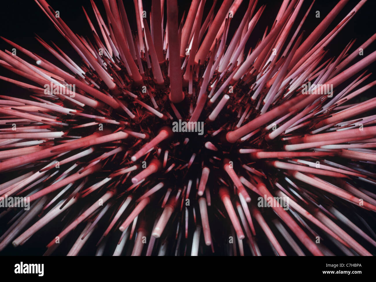 Spines and tubed feet of Red Sea Urchin (Strongylocentrotus ...
