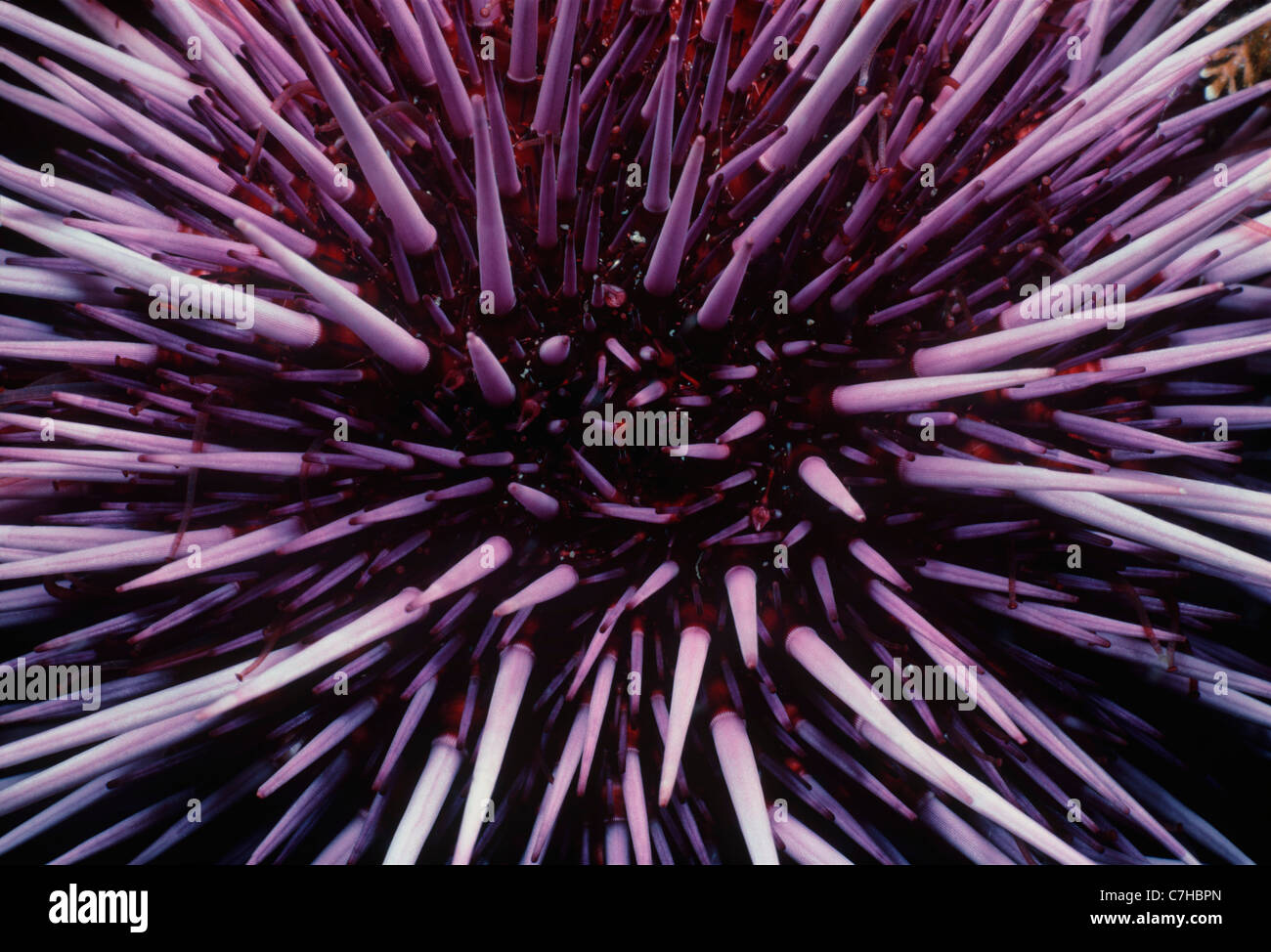 Purple Sea Urchin (Strongylocentratus purpuratus). Channel Islands ...