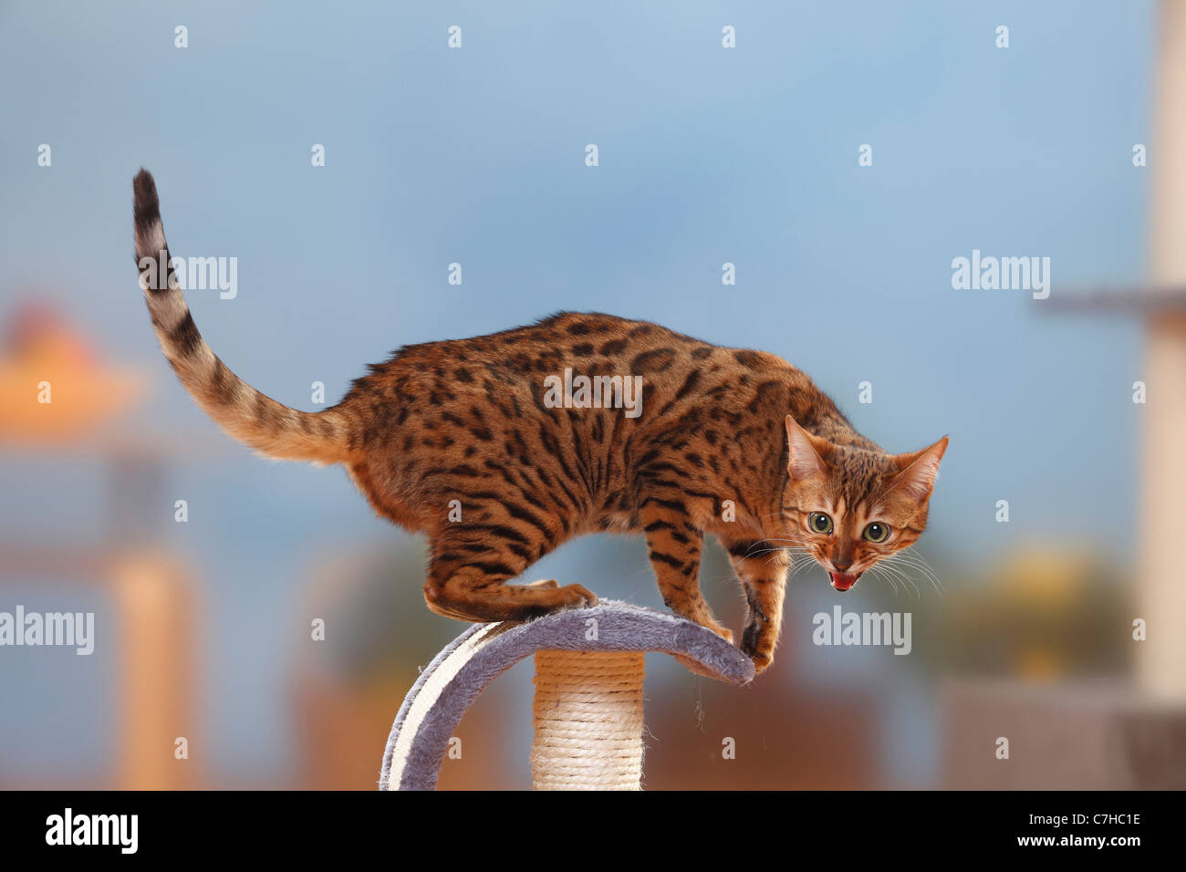 Snarling cat hi-res stock photography and images - Alamy