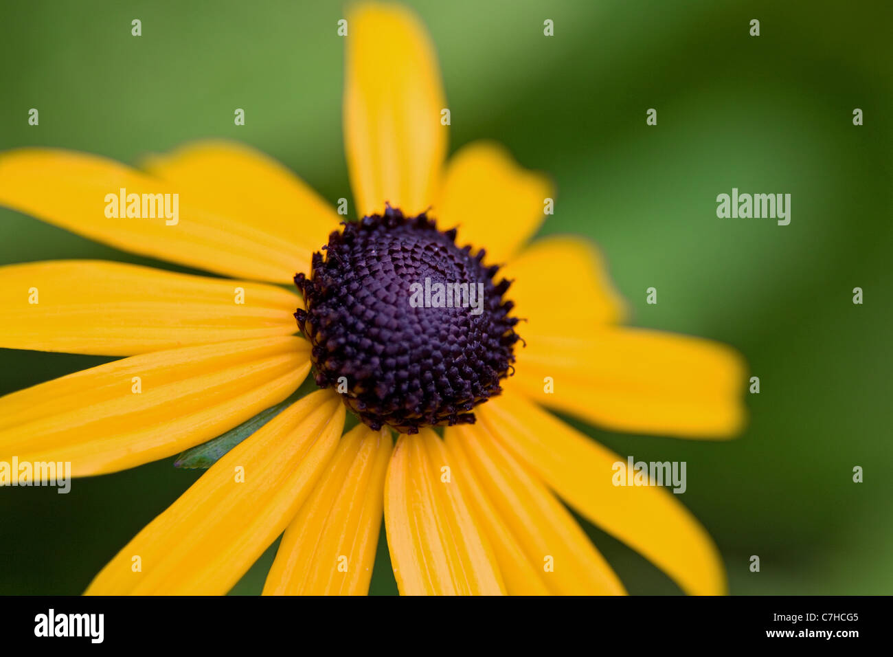 Close up of a Daisy Stock Photo - Alamy