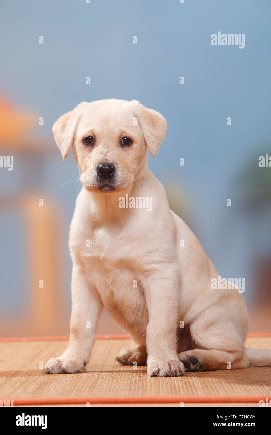 Vertical shot labrador sitting hi-res stock photography and images - Alamy