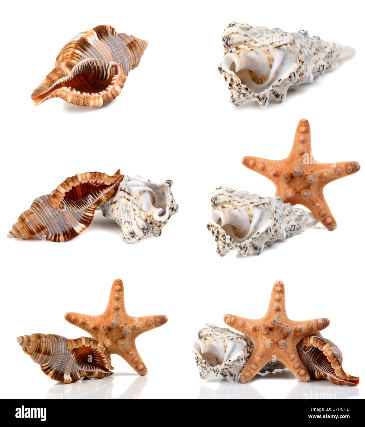 marine cockleshell isolated on white background Stock Photo - Alamy