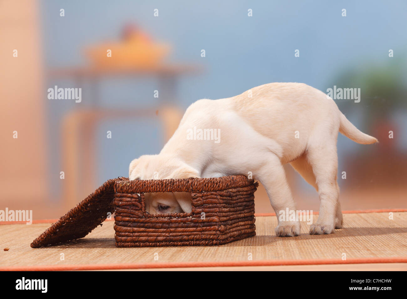 Labrador Sniffing High Resolution Stock Photography and Images - Alamy