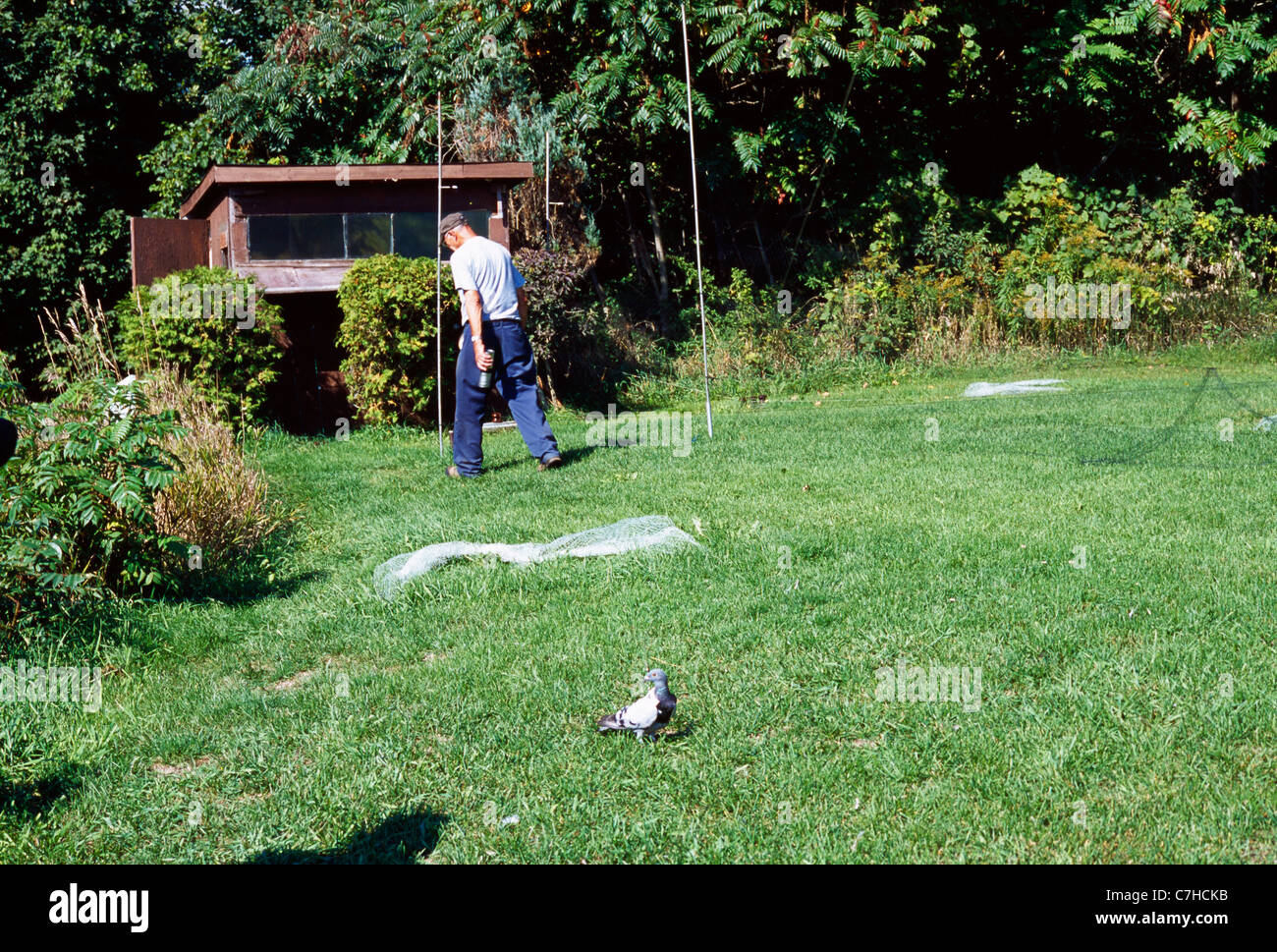 BAIT BIRD (PIGEON) IN TRAP AREA FOR HAWK CAPTURE AND BANDING Stock ...